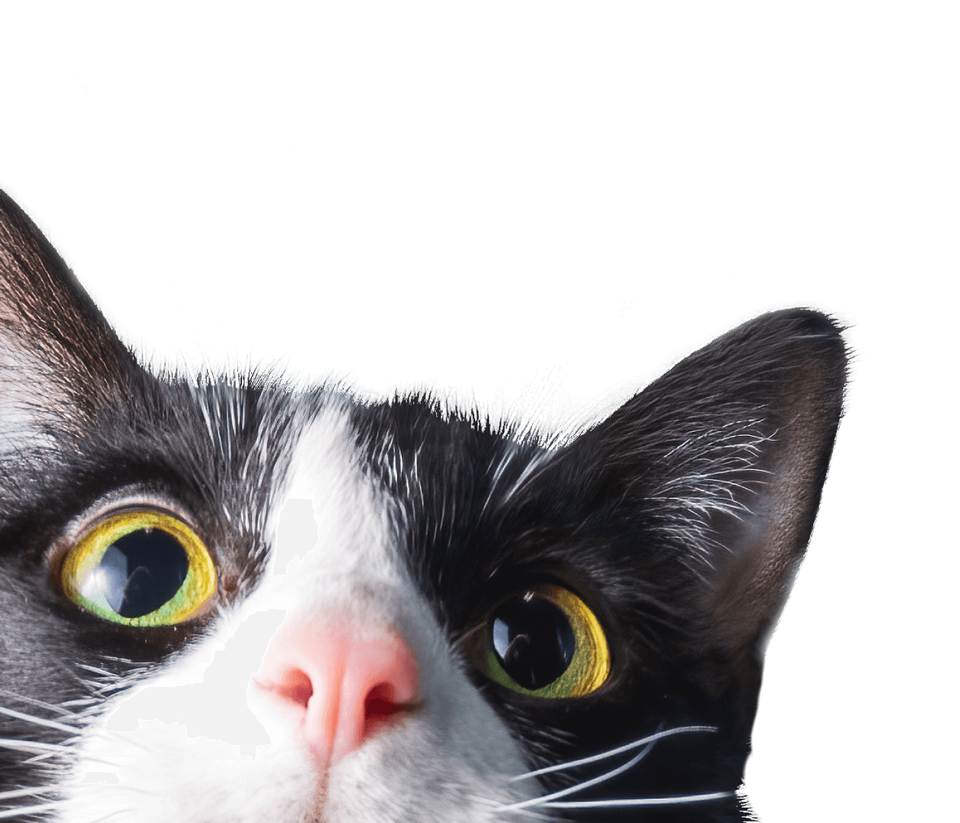 Veterinär Programvara | Provet Cloud